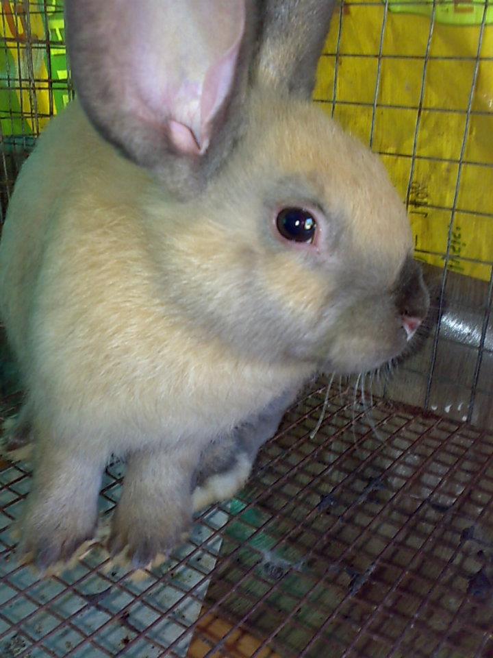 Raising Rabbits: Weaning the Rabbits